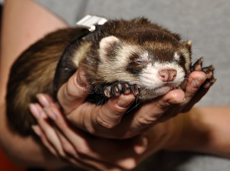 The ferret on the hand stock photo. Image of predator - 50462370