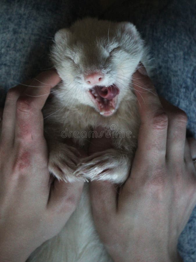 Ferret stock image. Image of hands, yawn, sixth, white - 108522911