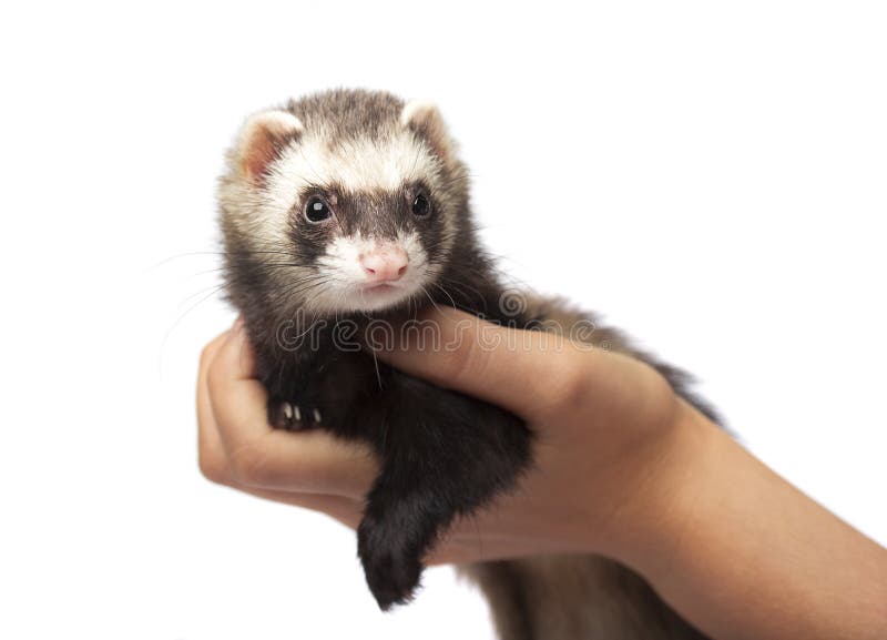 Small Ferret In The Human Hands Stock Image - Image of playful ...