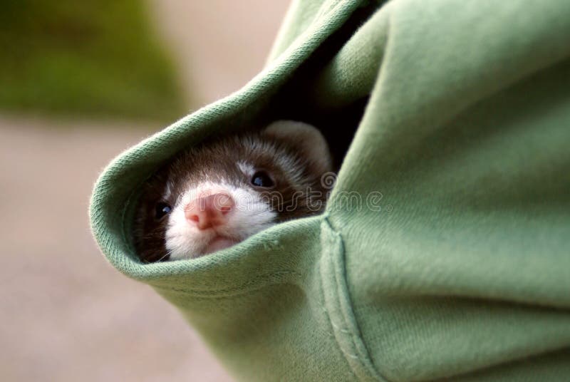 Ferret pet stock image. Image of nose, funny, white, nature - 10557157