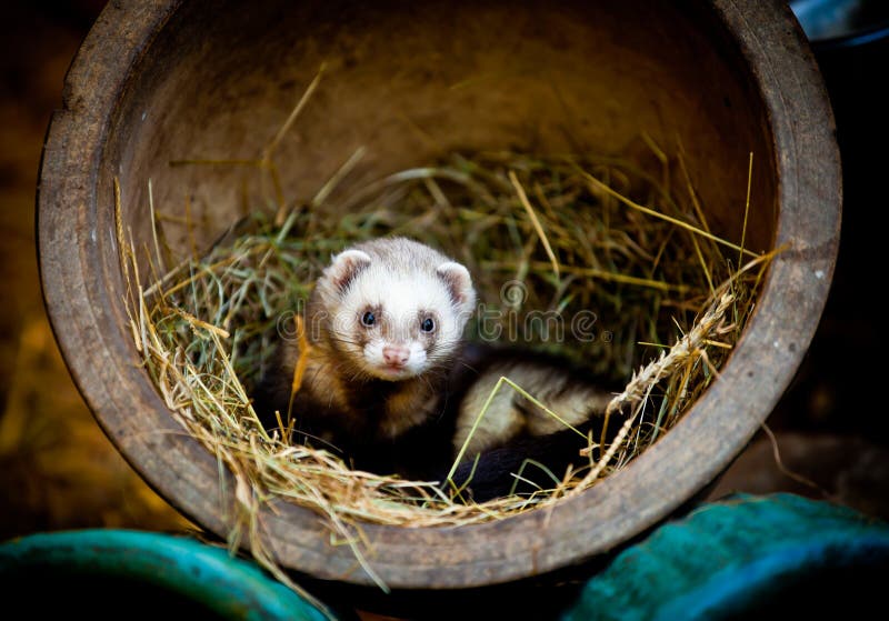 Ferret in the grass stock photo. Image of ferret, weasel - 45325606