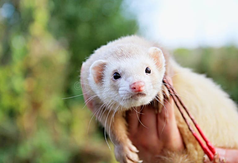 Ferret stock image. Image of cute, gorgeous, claw, baby - 84339809