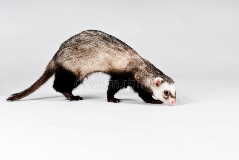 Ferret Standing on Hind Legs and Looking Up Stock Image - Image of ...