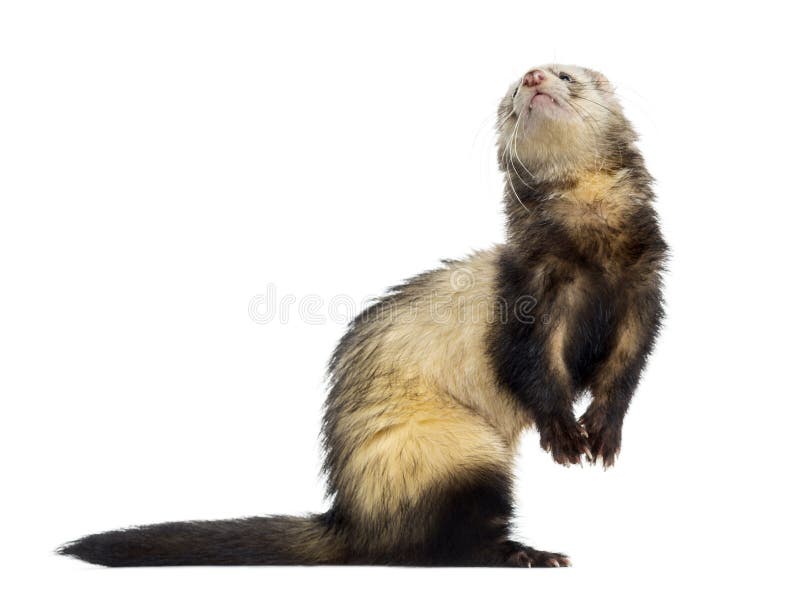 Ferret isolated on white stock photo. Image of mustela - 72545802