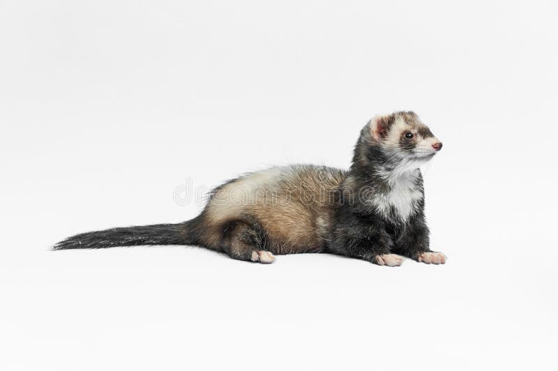 Ferret Lying stock image. Image of laying, black, small - 28947215