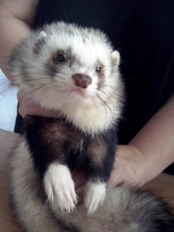 Ferret stock image. Image of ferret, sable, mammal, male - 56523599