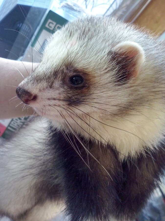 Ferret stock photo. Image of fauna, whiskers, snout, mink - 56523600