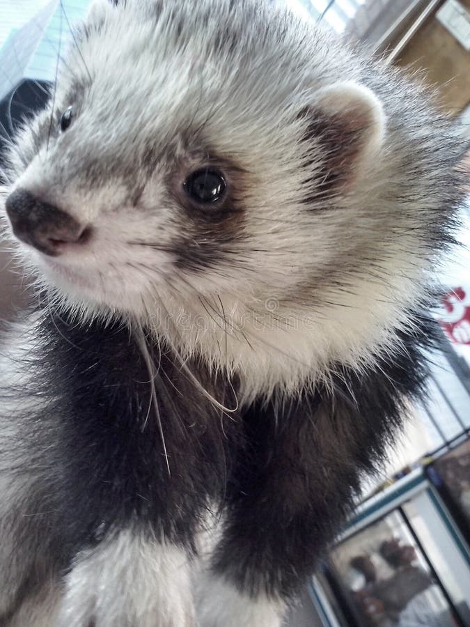 Ferret stock photo. Image of weasel, sable, mustelinae - 56523608