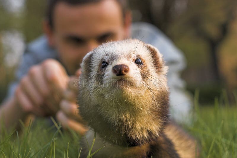 Ferret and man stock photo. Image of fell, look, people - 876328