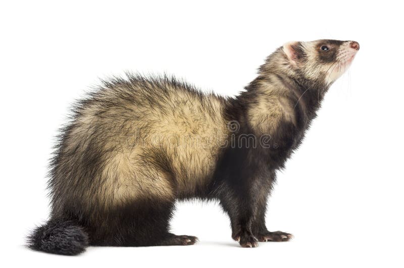 Side View Ferret Standing Hind Legs Isolated Stock Photos - Free ...