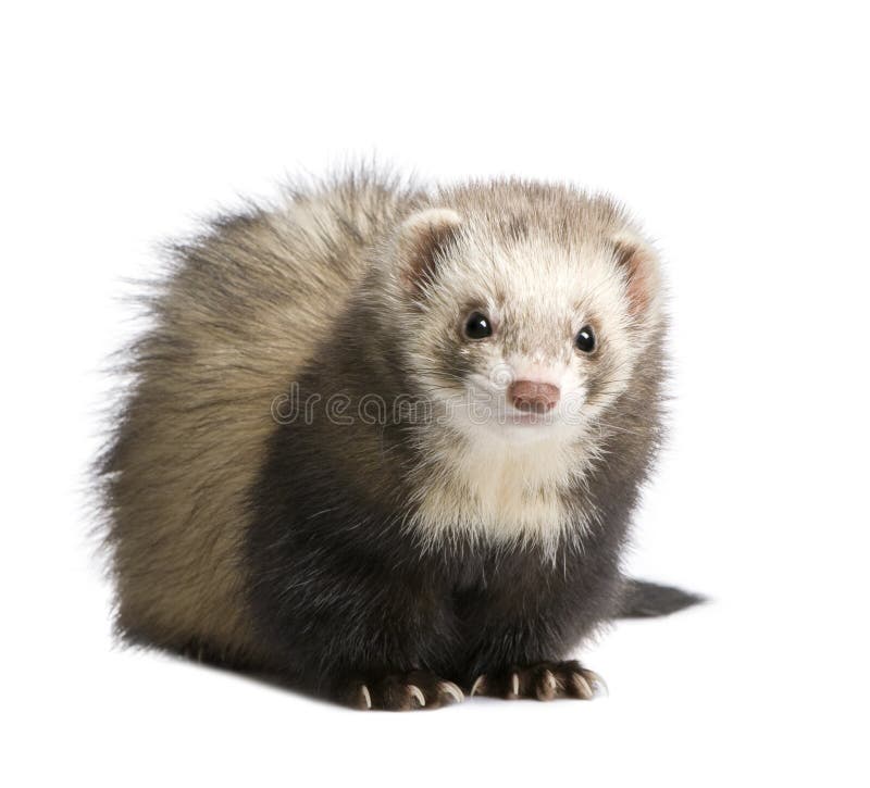 Ferret - Mustela Putorius Furo Stock Photo - Image of fury, polecat ...