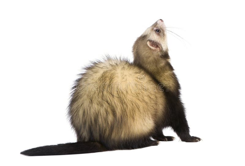 Ferret Back Stock Photos - Free & Royalty-Free Stock Photos from Dreamstime