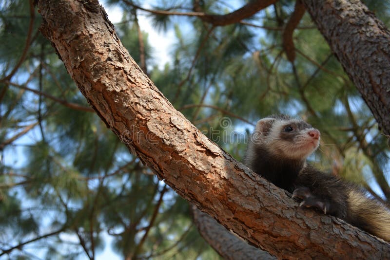 Ferret in the pine tree stock photo. Image of claws - 104566350