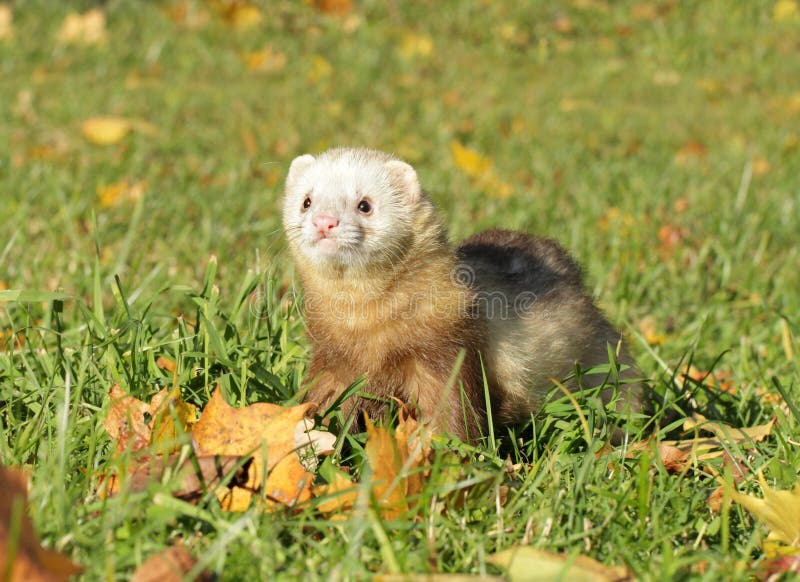 Ferret play autumn meadow stock image. Image of gorgeous - 22173077