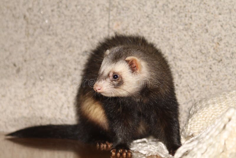 Ferret portrait stock photo. Image of ferret, sweet, pacient - 85708326