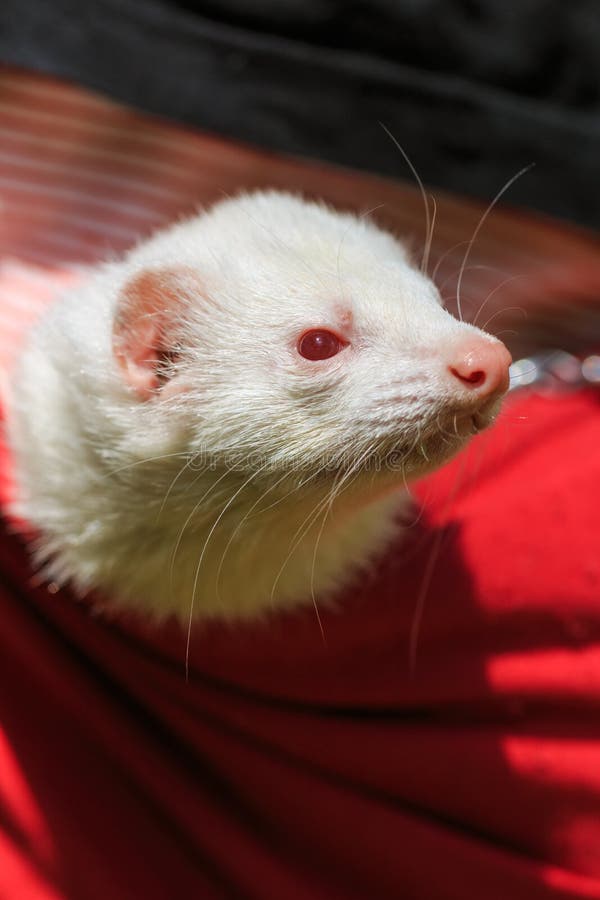 Ferret in the pouch stock photo. Image of green, adorable - 73124796