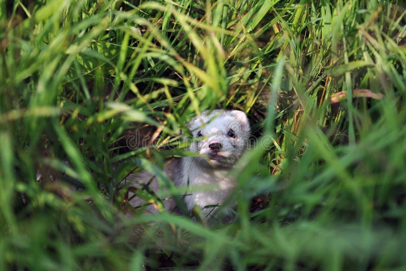 Ferret stock photo. Image of outdoor, cute, portrait - 74693956