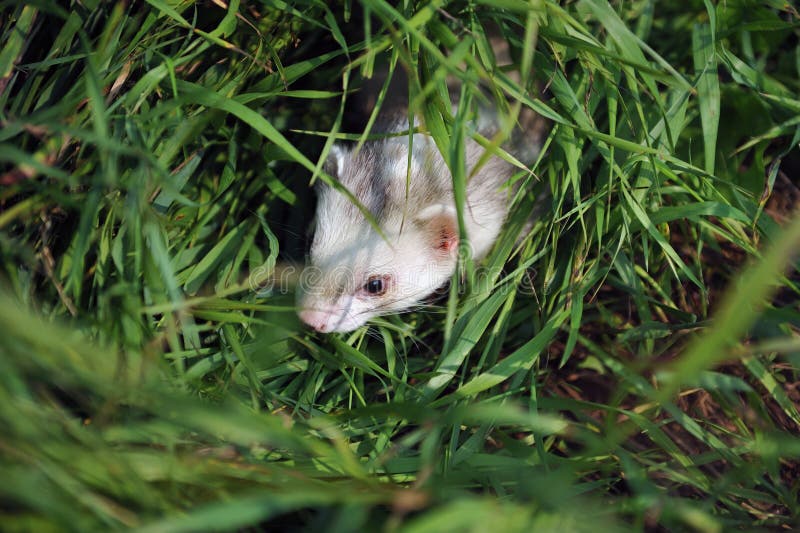 Ferret stock image. Image of foliage, exterior, seasonal - 74693975