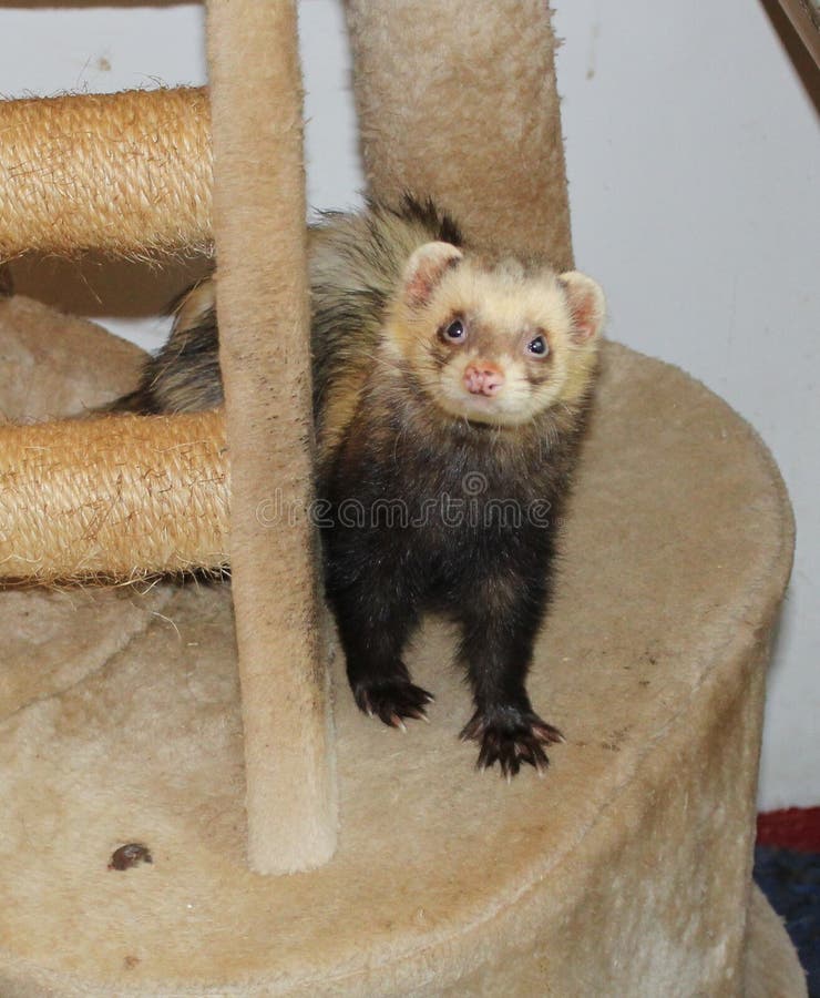 Ferret, sable, male stock photo. Image of lighting, climbing - 114736372