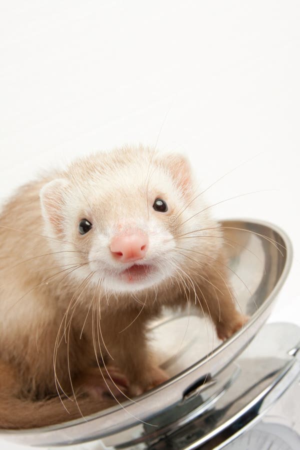 Ferret eats banana stock image. Image of animal, cheerful - 29555933
