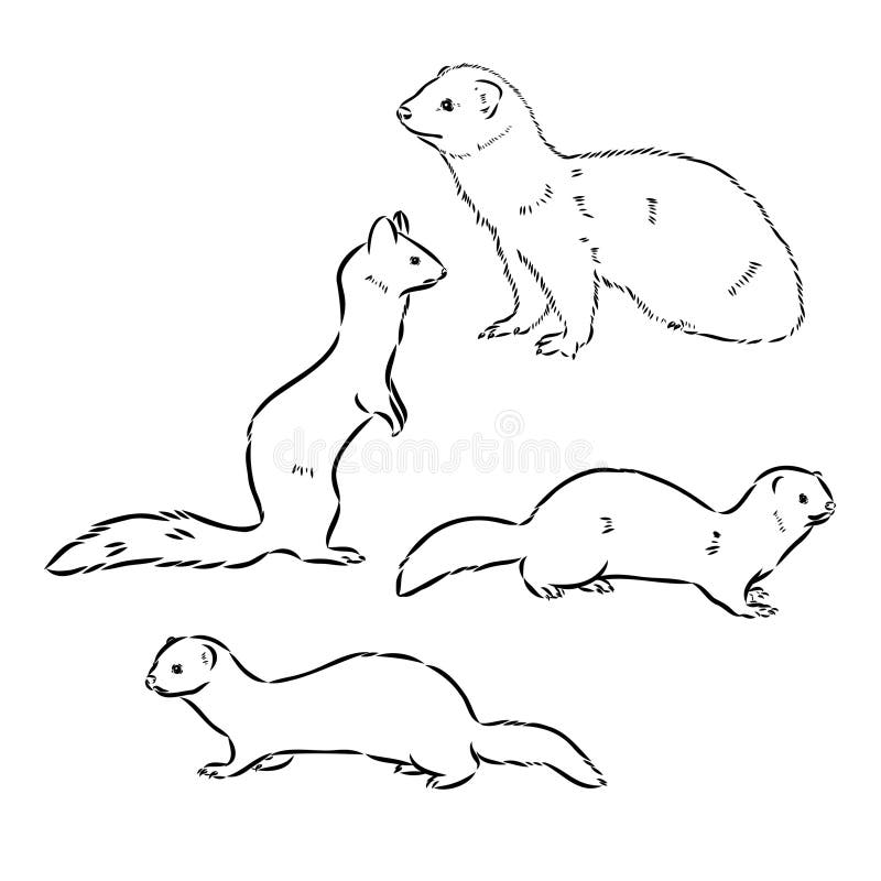 Ferret Side View, Hand Drawn Doodle, Drawing Sketch in Gravure Style ...