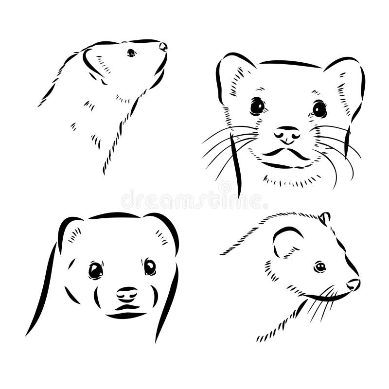 Ferret Side View, Hand Drawn Doodle, Drawing Sketch in Gravure Style ...