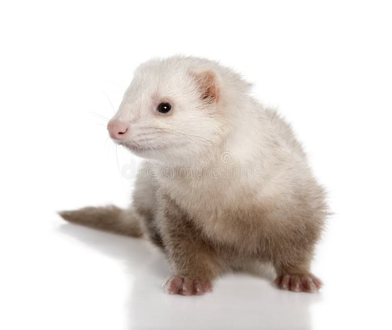 Ferret Sitting, Looking At The Camera, Isolated Stock Image - Image of ...