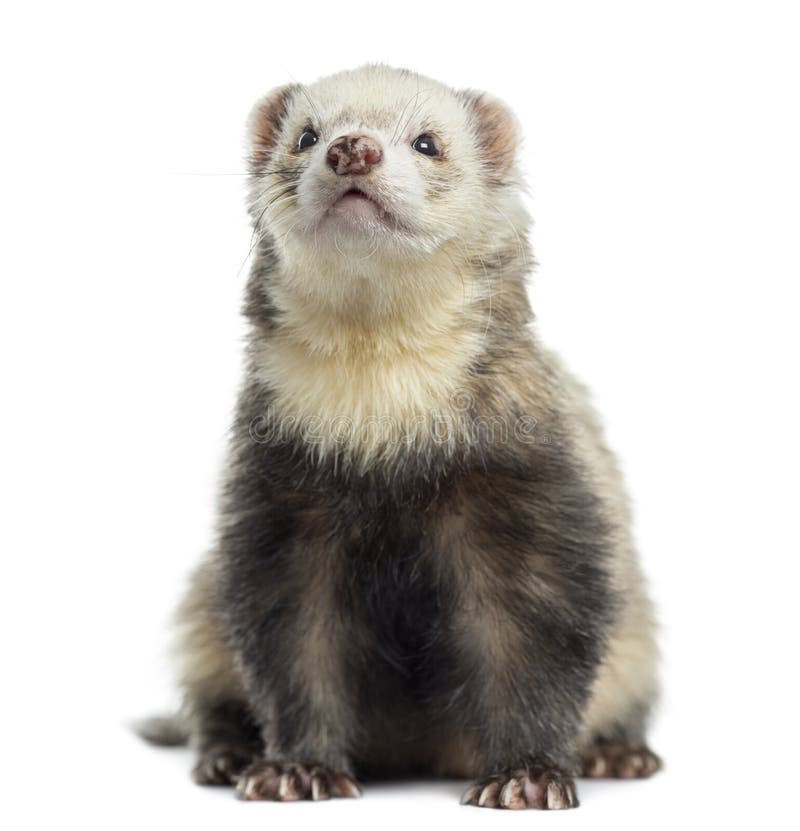Ferret Sitting, Looking at the Camera, Isolated Stock Image - Image of ...