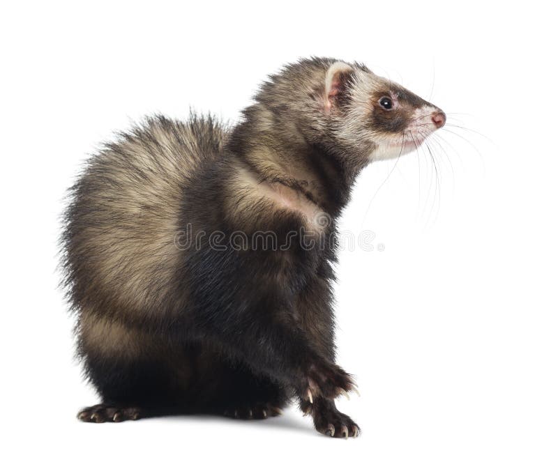 Ferret Sitting and Looking Right Stock Photo - Image of vertebrate ...