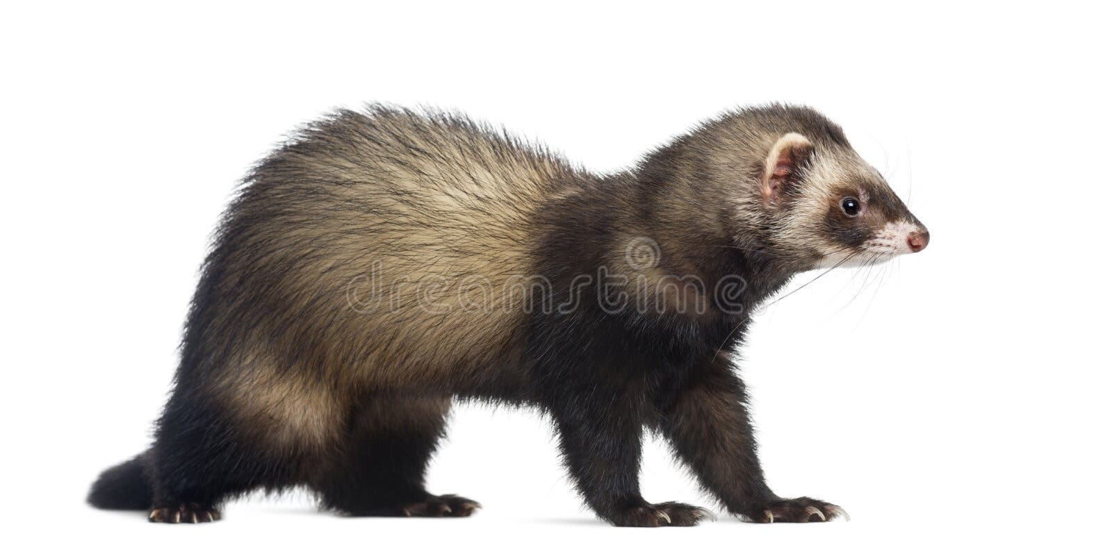 Ferret Sitting, Looking Up, Isolated Stock Photo - Image of carnivore ...