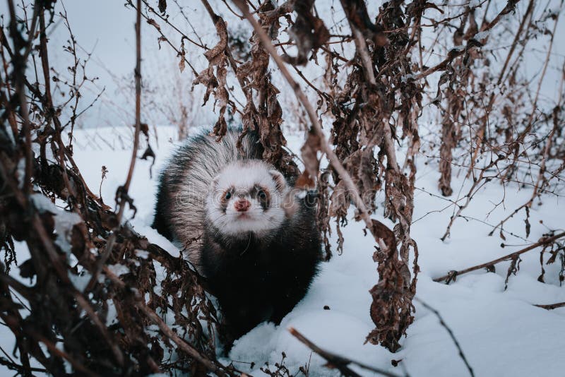 Ferret in the snow stock photo. Image of dark, canines - 86313910