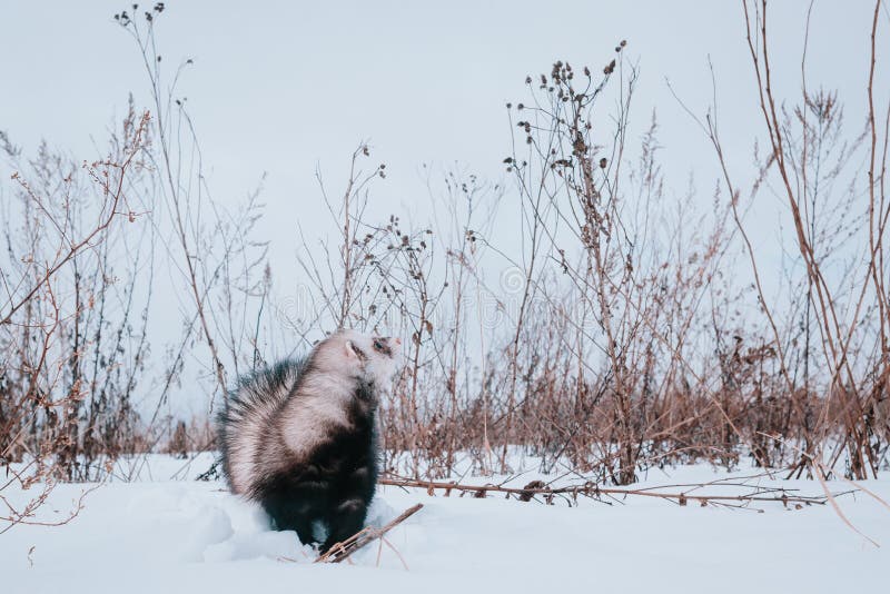 Ferret in the snow stock photo. Image of favourite, foumart - 86314020