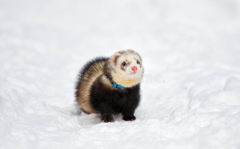 Ferret on the Snow in Winter Stock Image - Image of nature, sweet ...