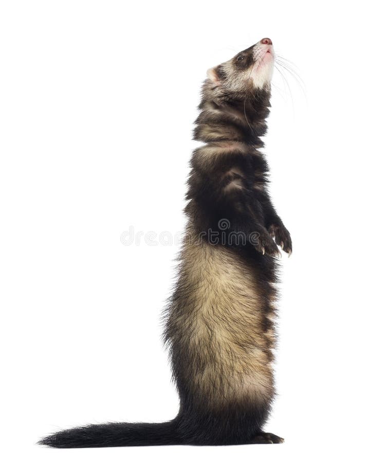Ferret Standing on Hind Legs and Looking Up Stock Image - Image of ...