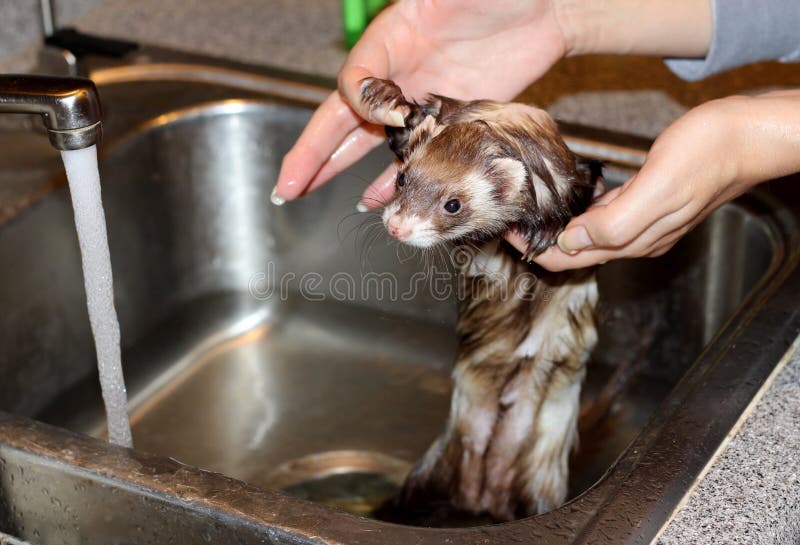 Ferret Taking Bath Stock Photos - Free & Royalty-Free Stock Photos from ...