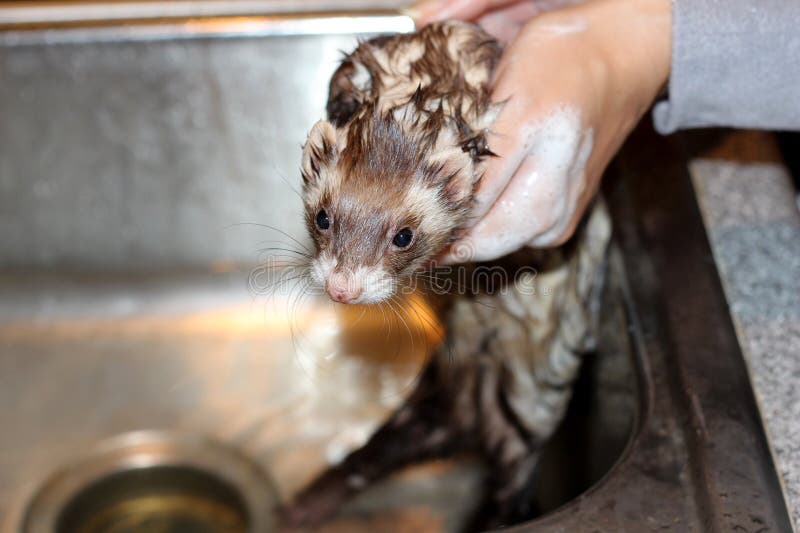 Standing Ferret Stock Photos - Download 257 Royalty Free Photos