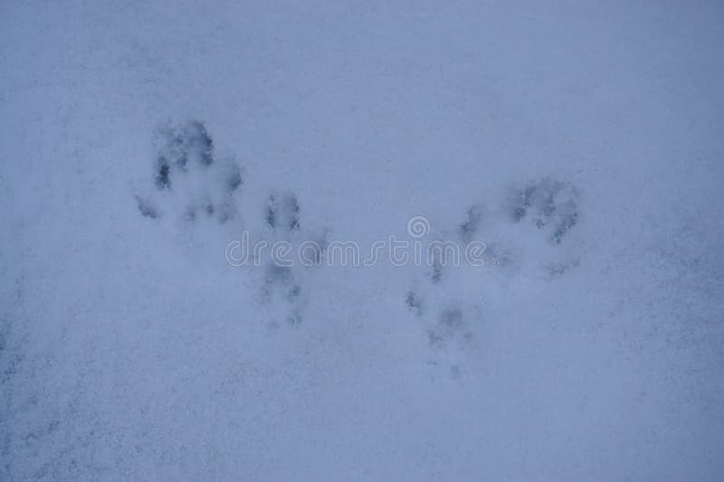 Ferret Tracks Stock Photos - Free & Royalty-Free Stock Photos from ...
