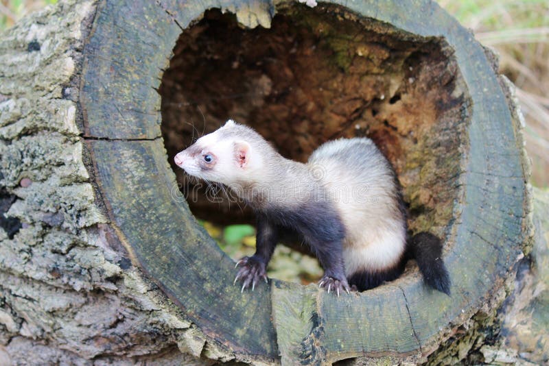 Ferret eats banana stock image. Image of animal, cheerful - 29555933