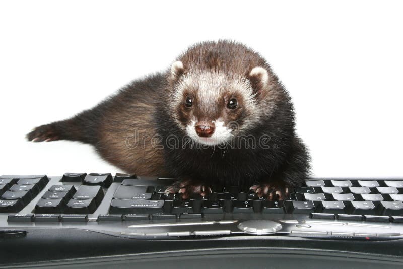 Ferret typing on keyboard stock image. Image of computer - 20331557