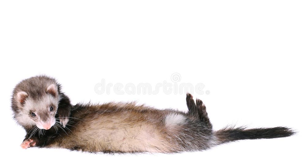 Ferret Weasel Rolling Over stock photo. Image of female - 51935210