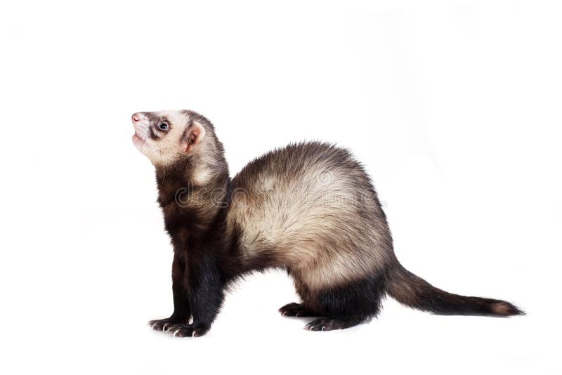 Ferret typing on keyboard stock image. Image of computer - 20331557
