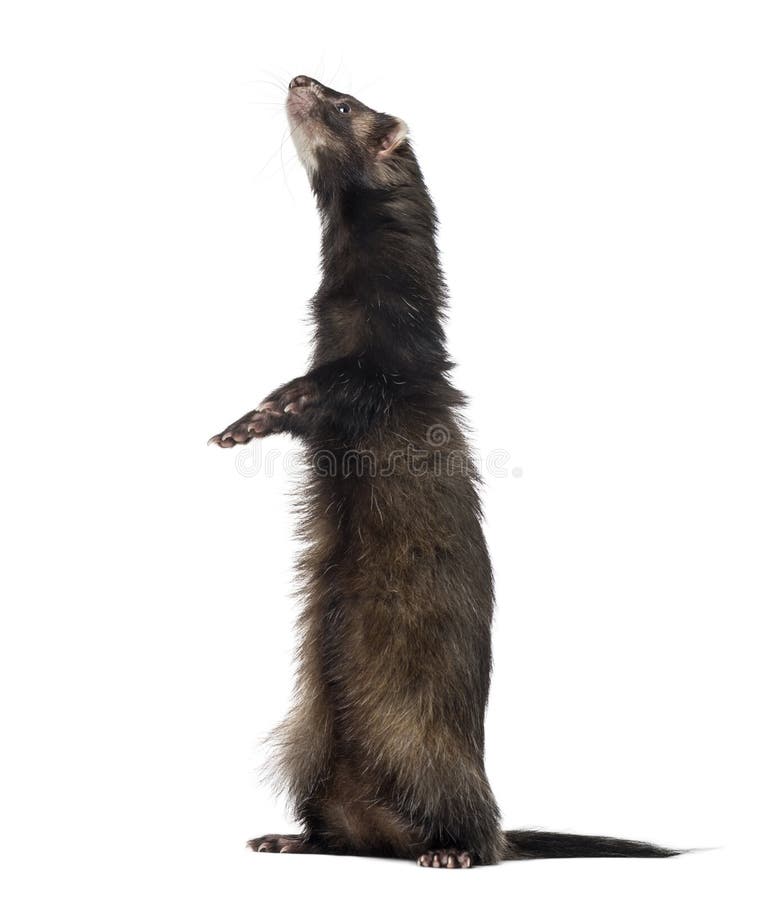 Side View Ferret Standing Hind Legs Isolated Stock Photos - Free ...