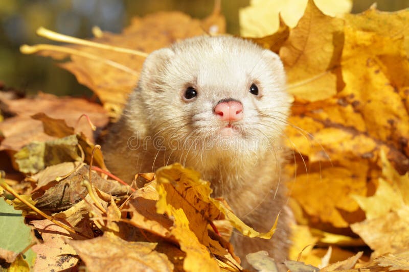Ferret in Yellow Autumn Leaves Stock Photo - Image of outdoor, male ...