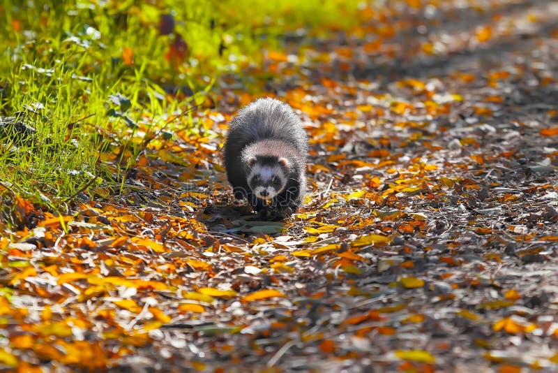 Ferret in autumn forest stock image. Image of animals - 21690319