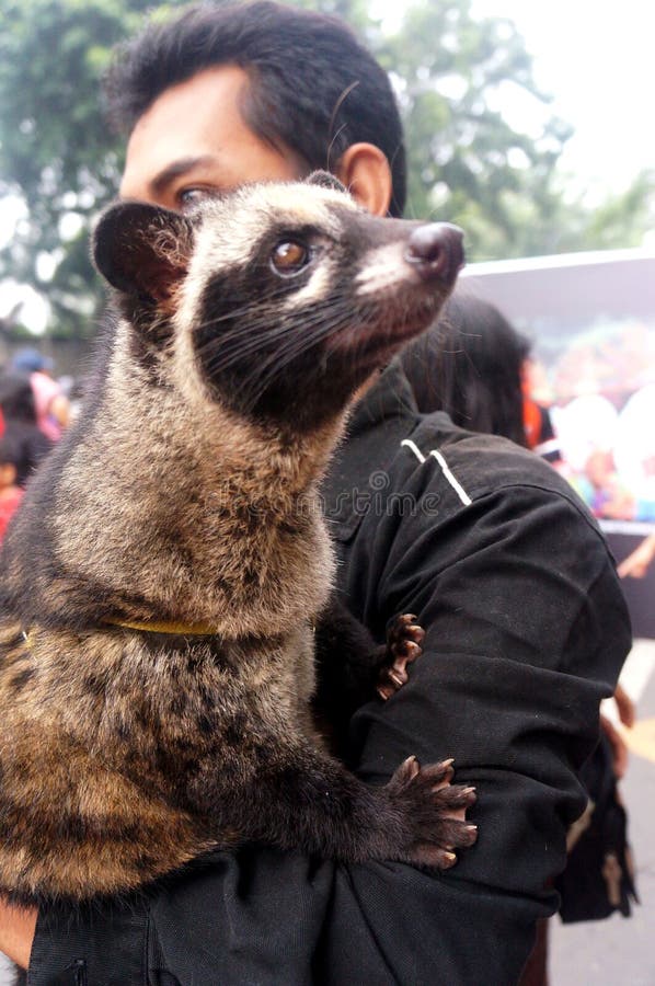 Ferreting fotografia editorial. Obraz złożonej z bezpłatny - 49948392
