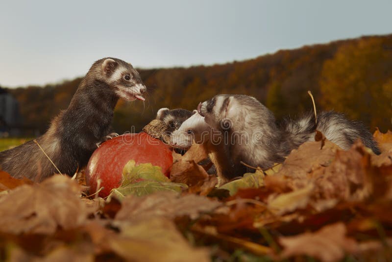Ferrets in Autumn Leaves stock photo. Image of leaf, mustelids - 491754