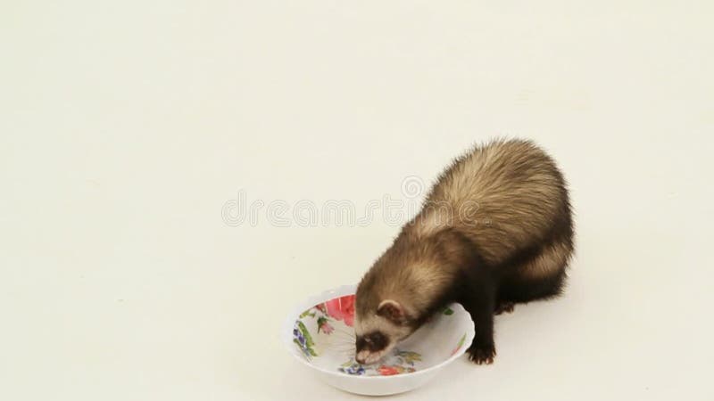 Ferrets Drinking Water stock footage. Video of animal - 57292982