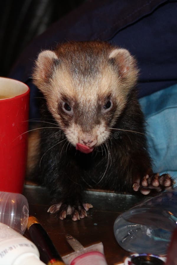 Ferrets Male Sable Coloured Adults at Play Stock Image - Image of ...