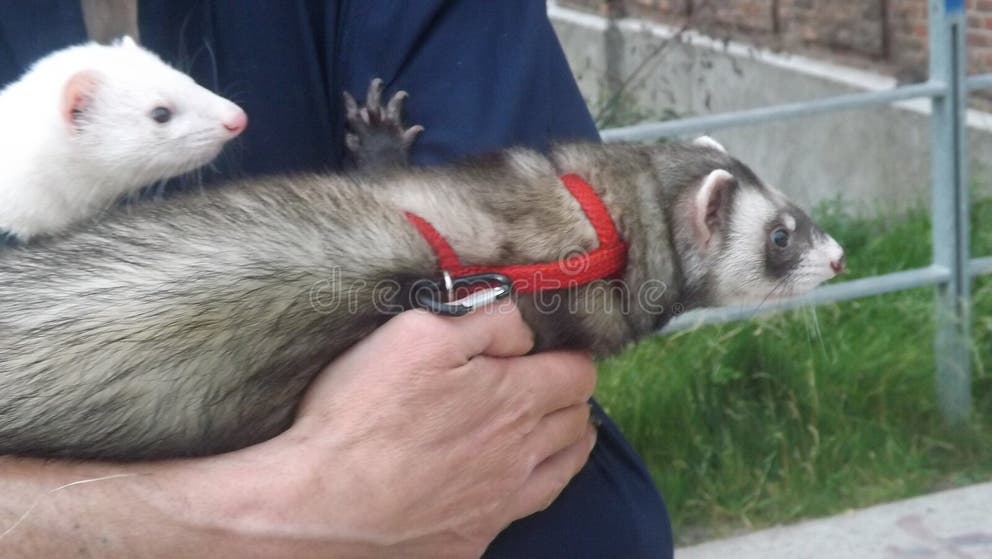 Ferrets stock photo. Image of holding, animals, arms - 106998470