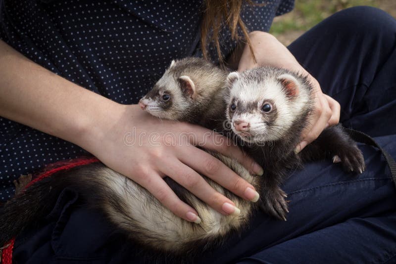 Ferret stock image. Image of cute, gorgeous, claw, baby - 84339809